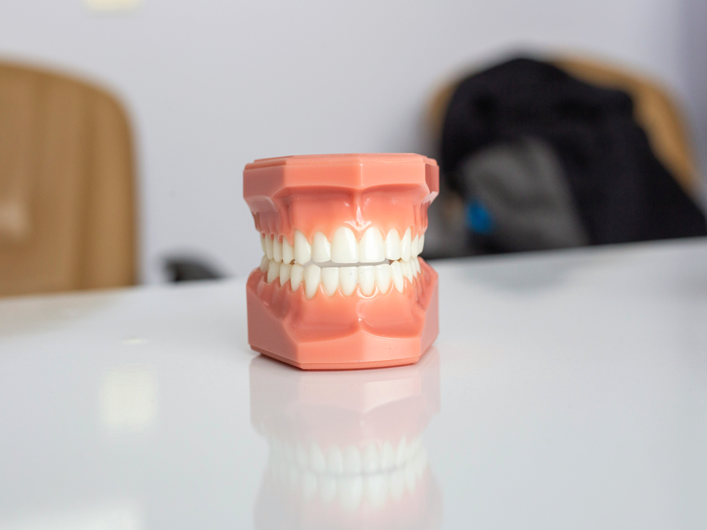 Tandens uppbyggnad | Lär dig mer | Smile Tandvård